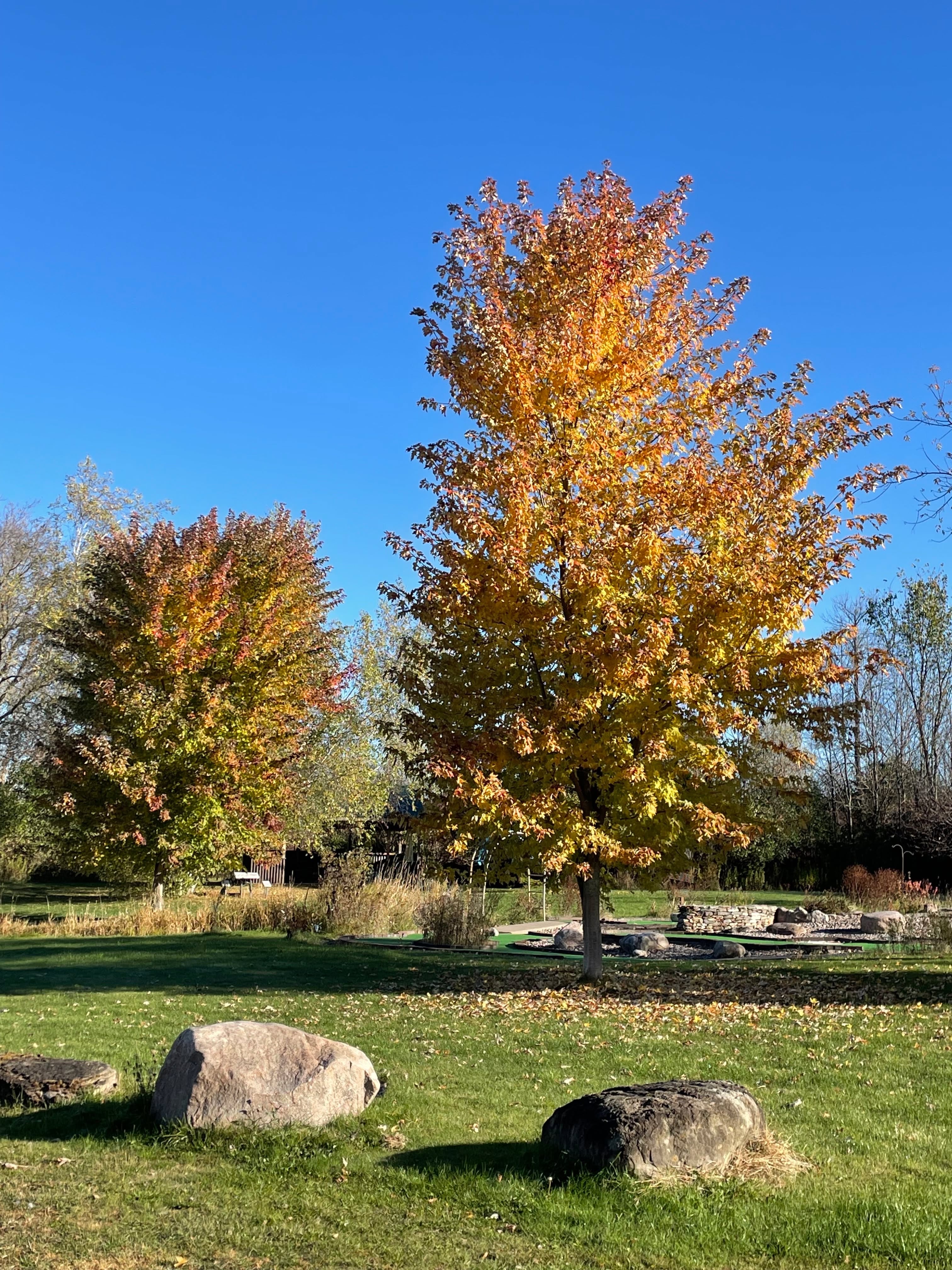 Sweet Sap Silver Maple - Acer saccharinum sap. – St. Lawrence Nurseries