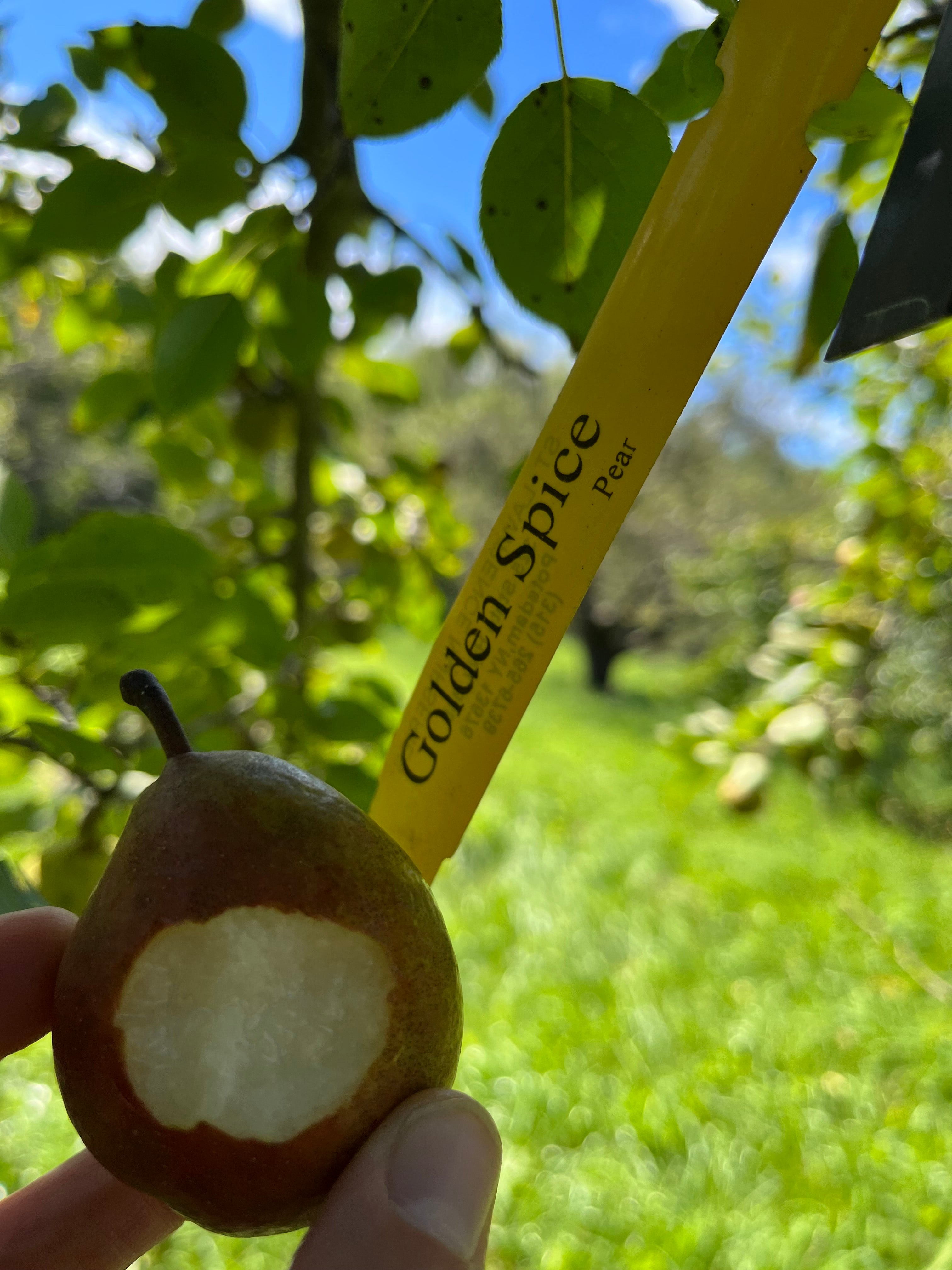 Golden Spice Pear – St. Lawrence Nurseries