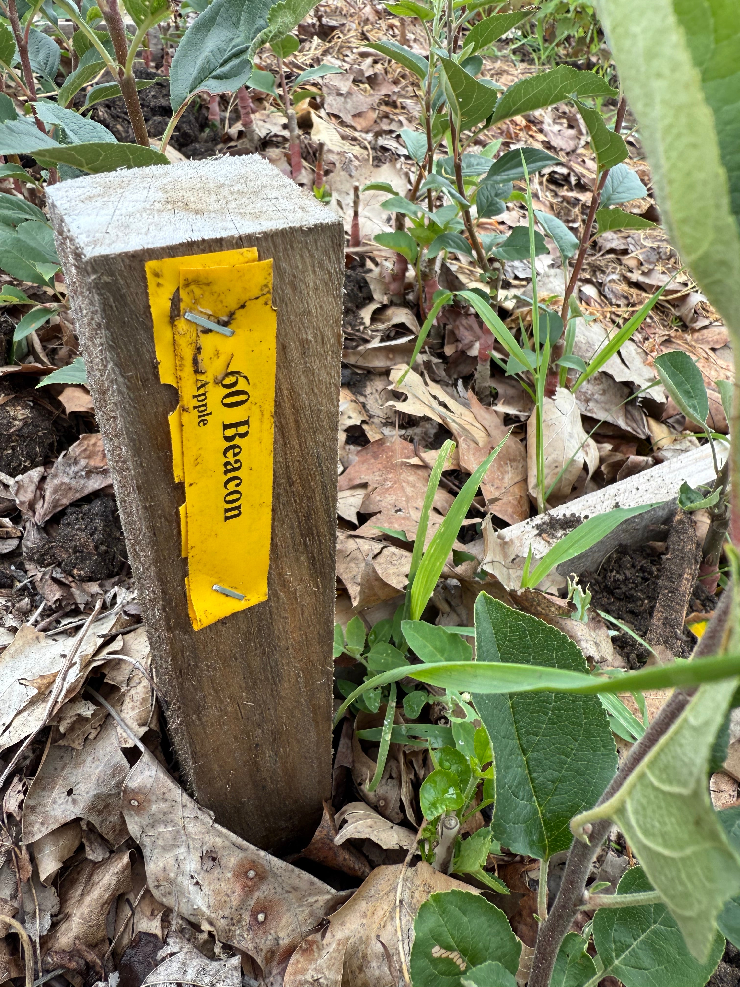 Beacon Apple – St. Lawrence Nurseries