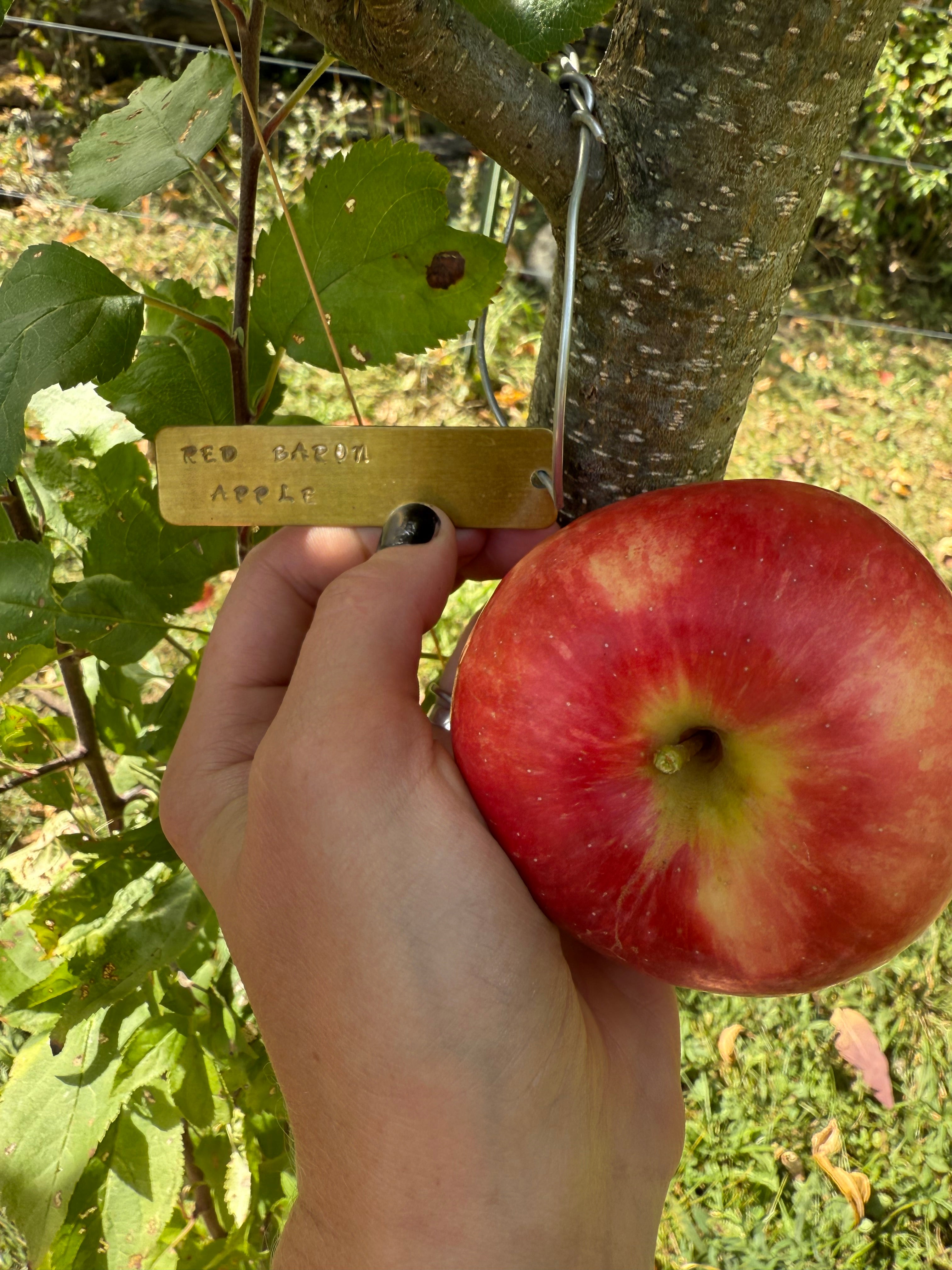 Red Baron Apple – St. Lawrence Nurseries