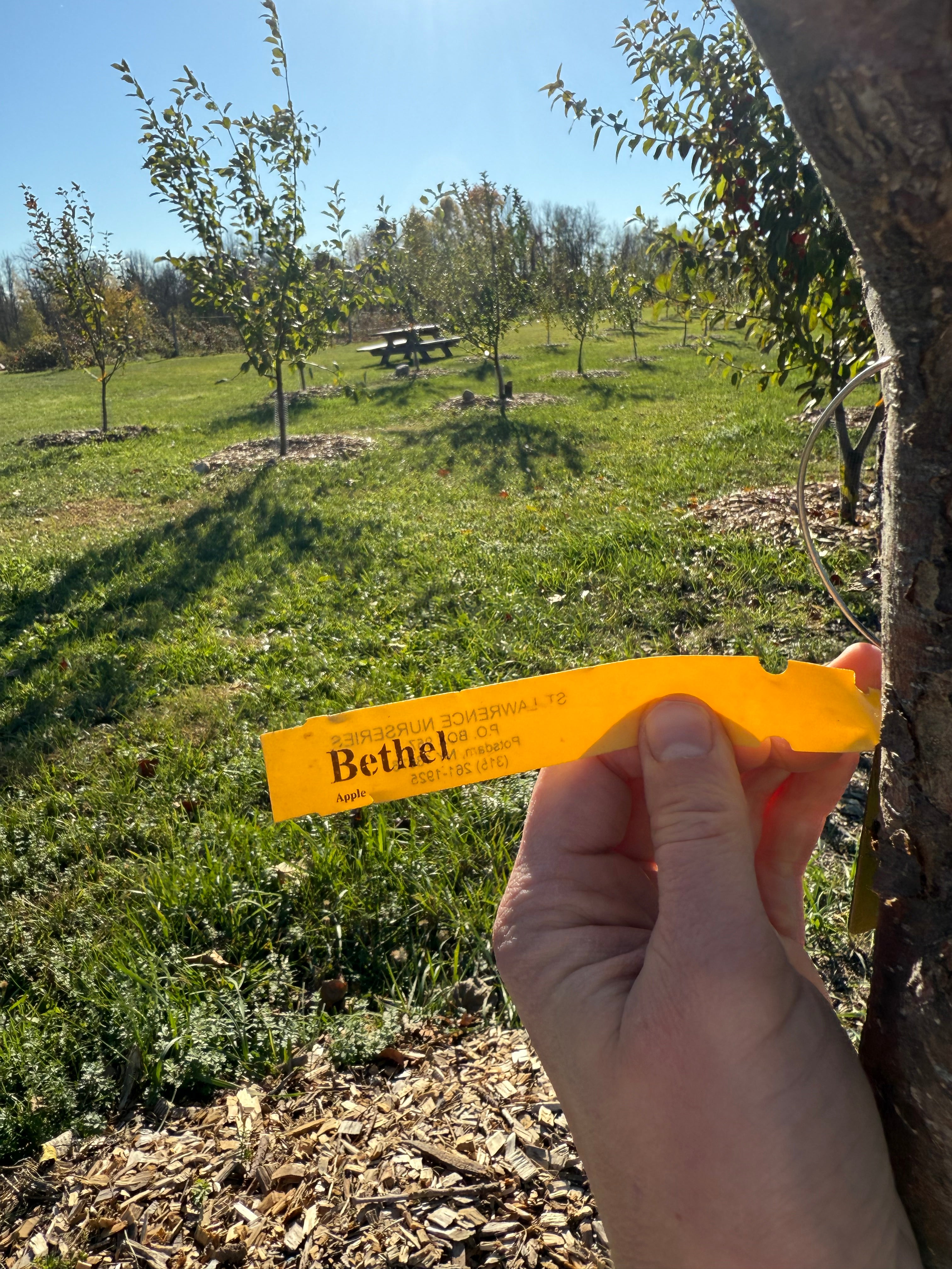Bethel Apple – St. Lawrence Nurseries