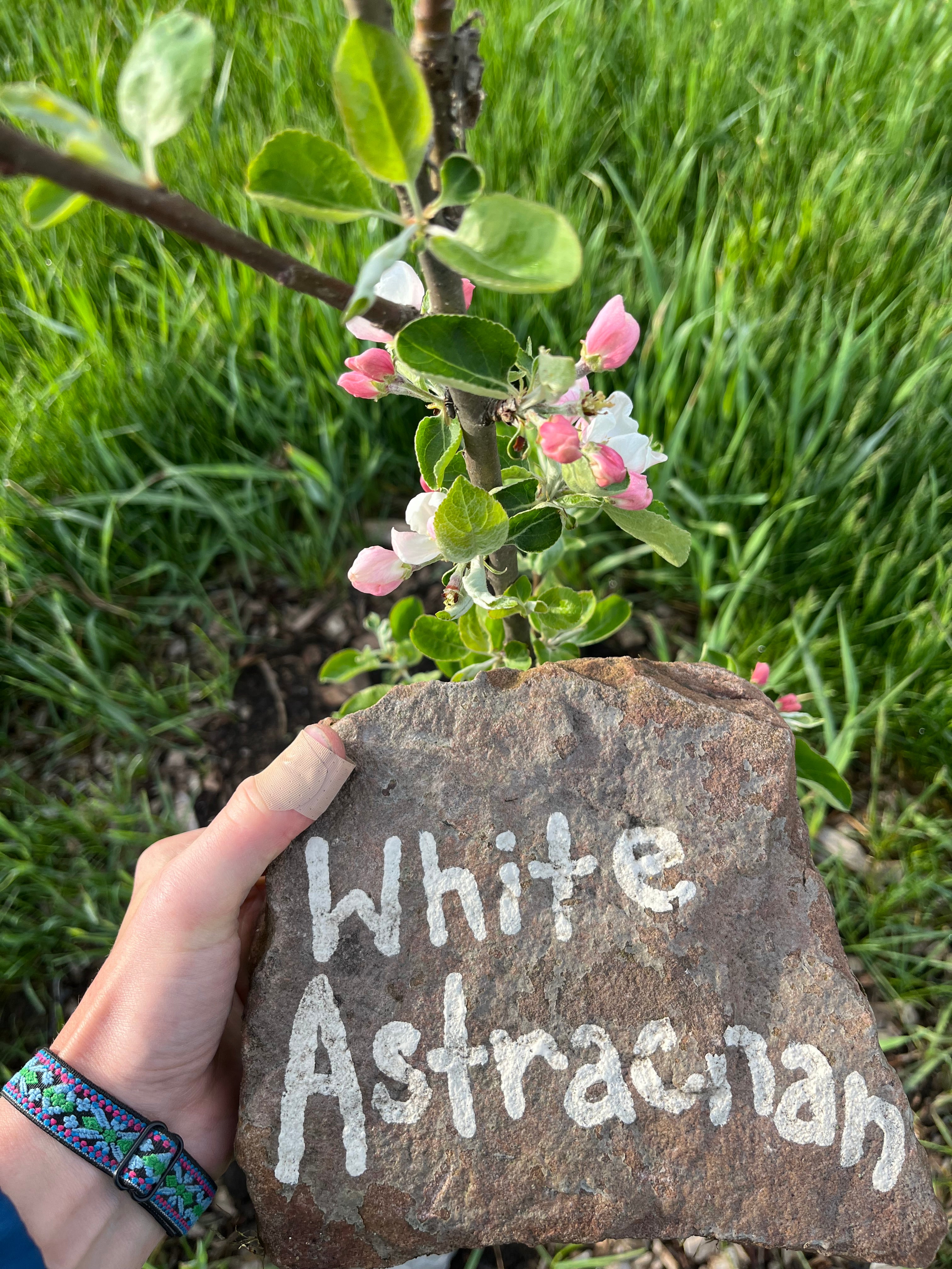 White Astrachan Apple – St. Lawrence Nurseries