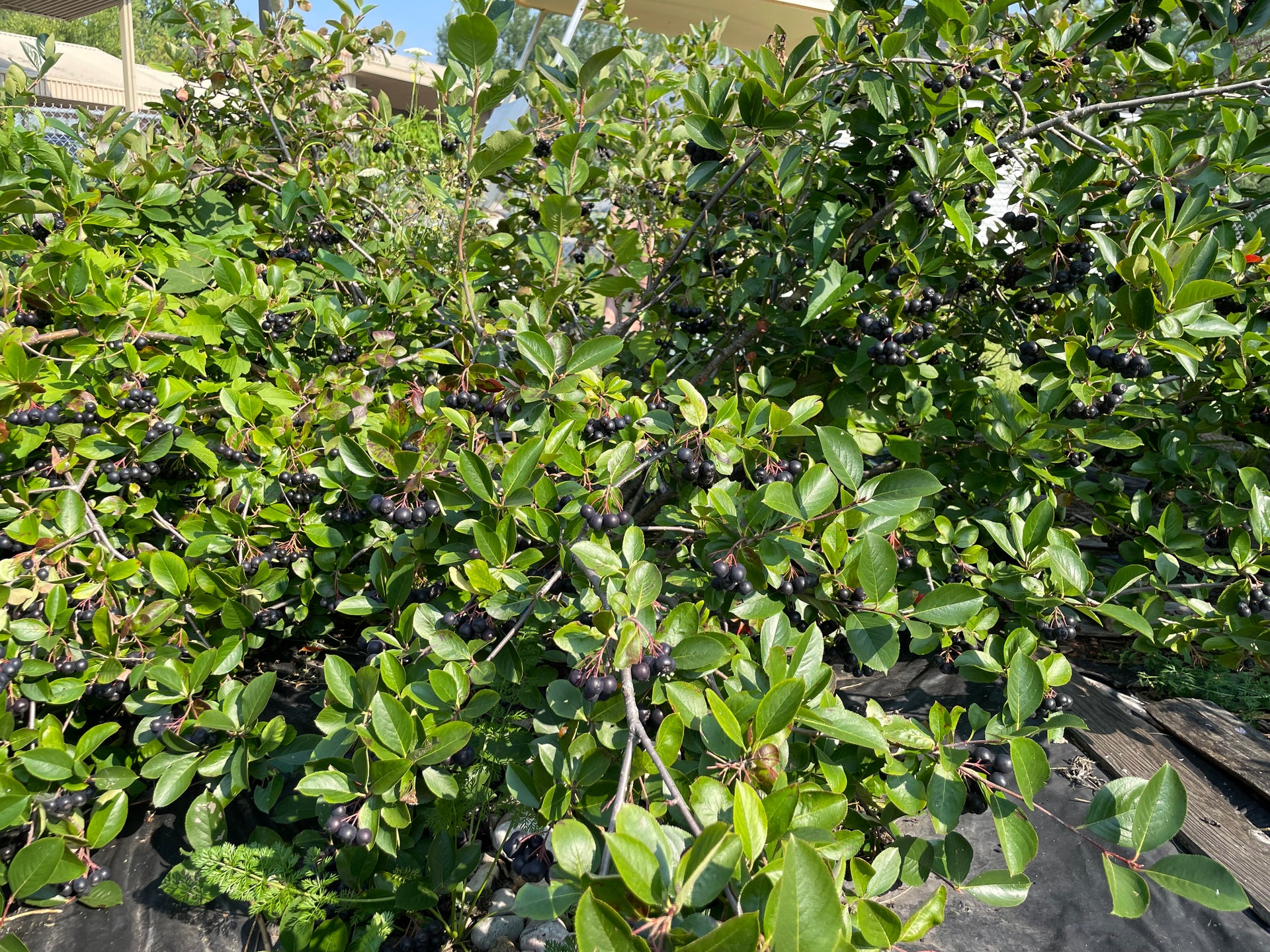 Aronias – St. Lawrence Nurseries